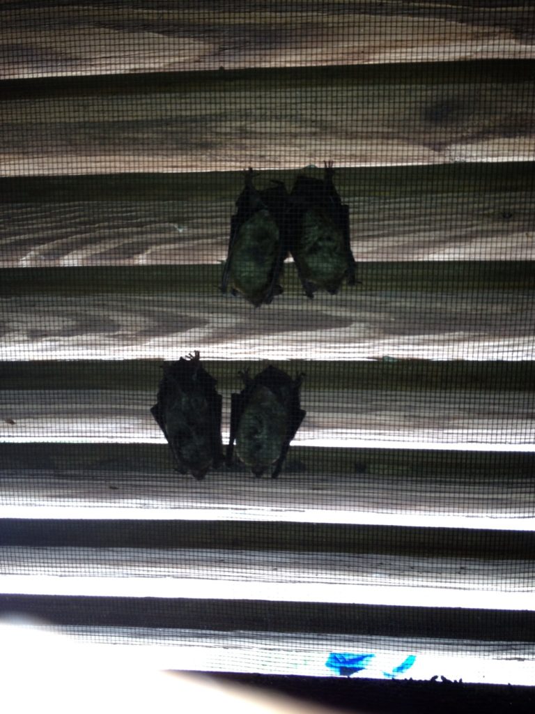 Bat Removal Service by Southern Wildlife Management