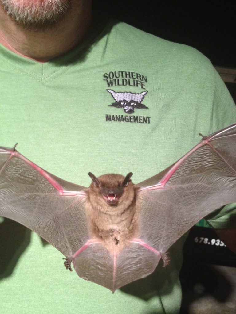 Bat Removal Service by Southern Wildlife Management