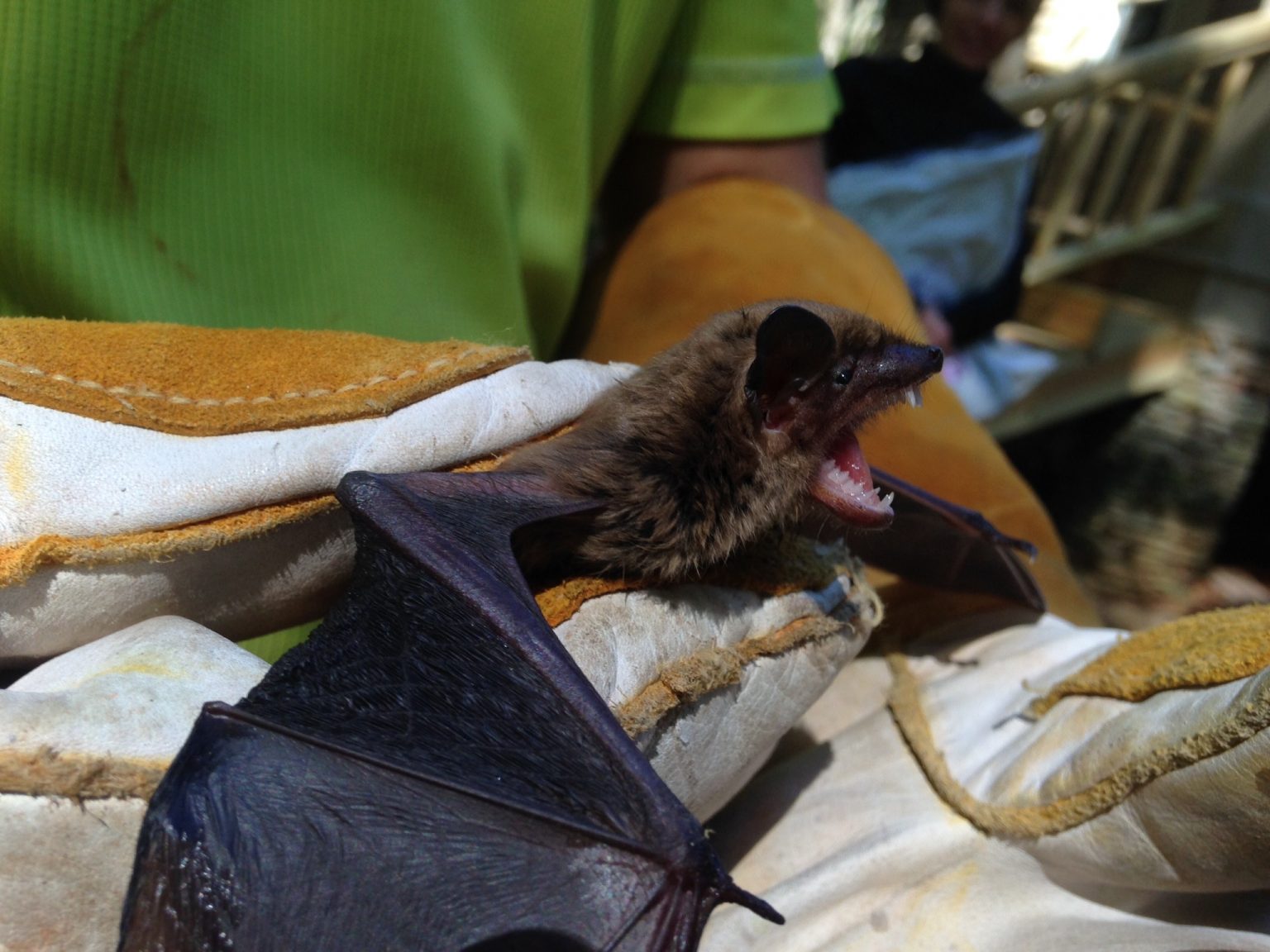 Ballground Bat Removal Services